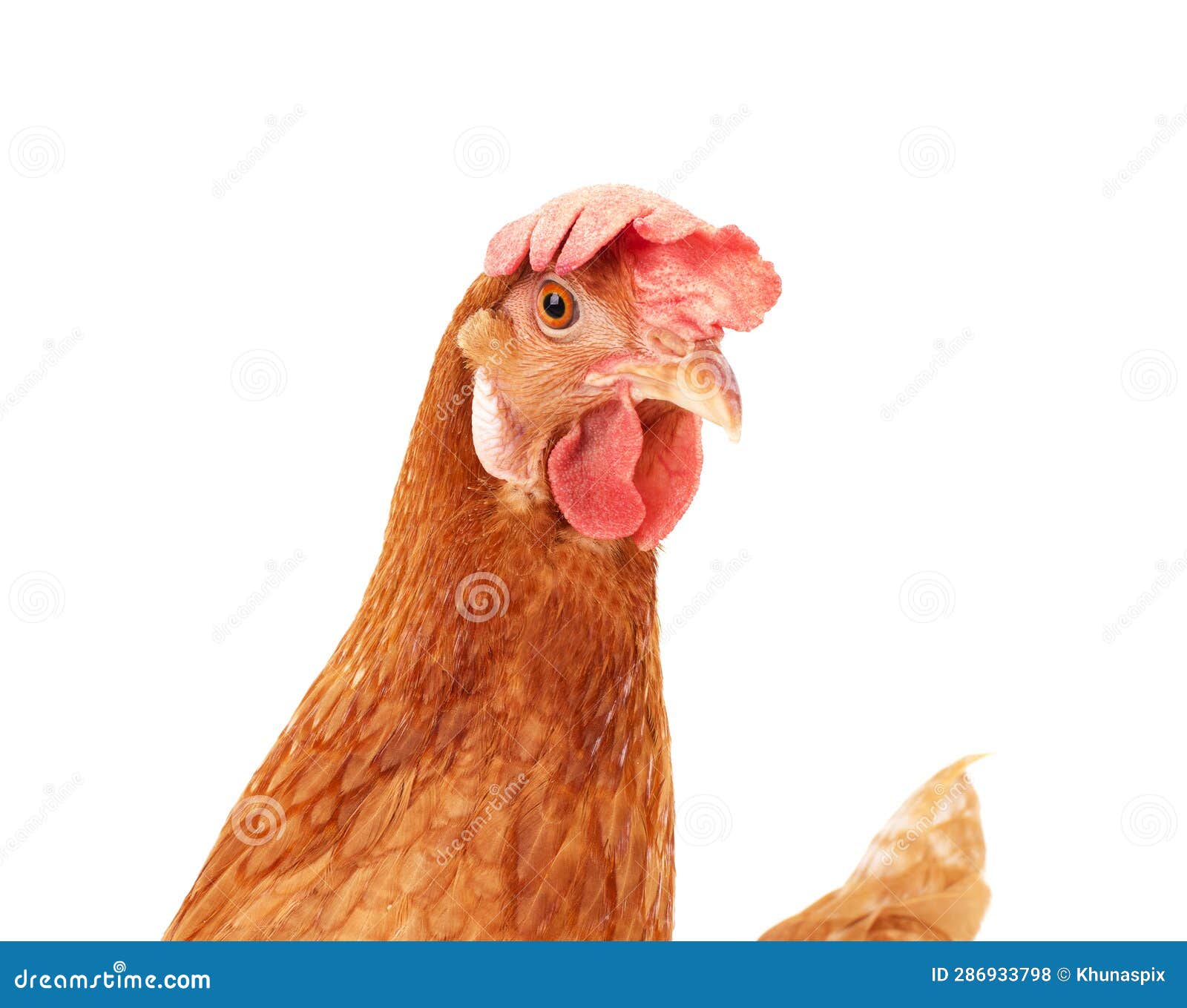 Chicken head isolate stock photo. Image of canine, body - 286933798