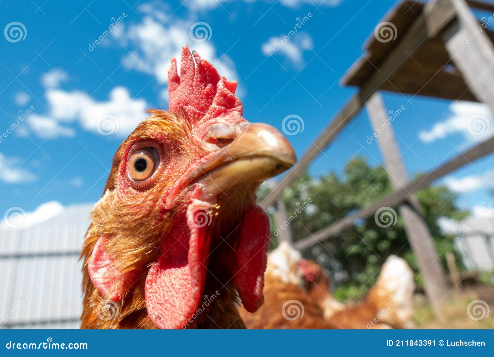 Chicken Head Looking at the Camera from Above Close Up Stock Image ...