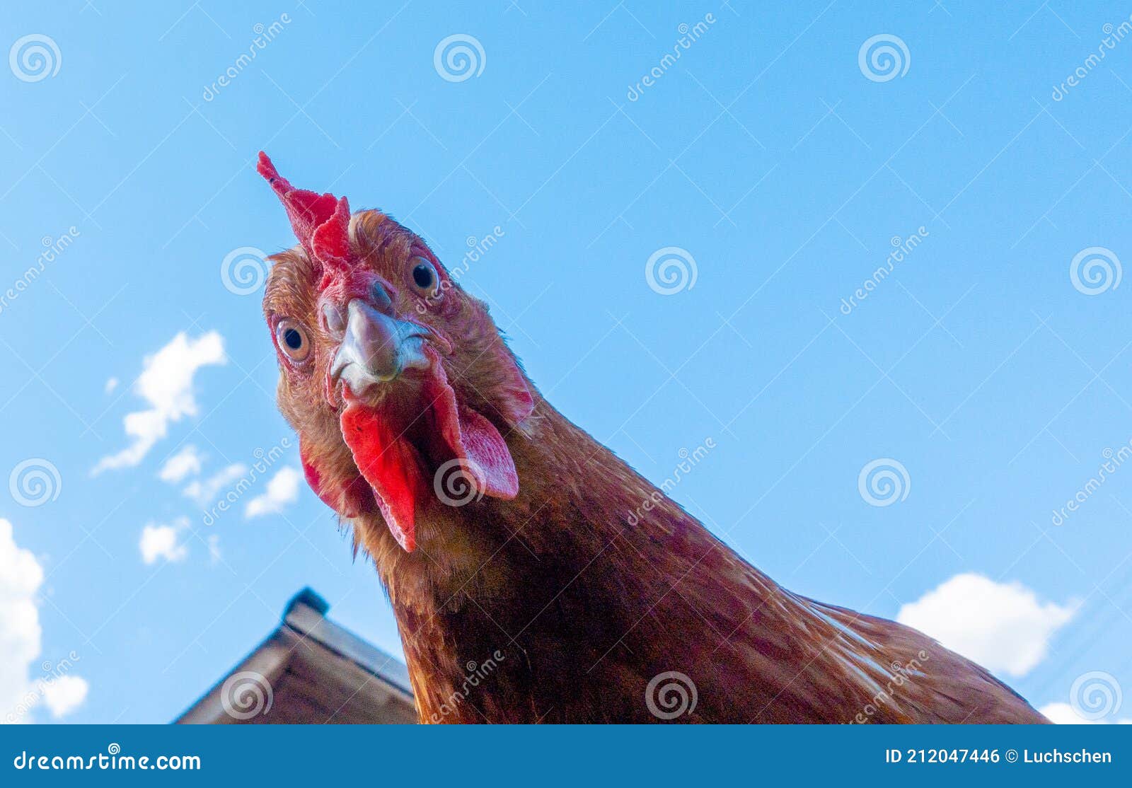 Chicken Head Looking at the Camera from Above Close Up Stock Photo ...