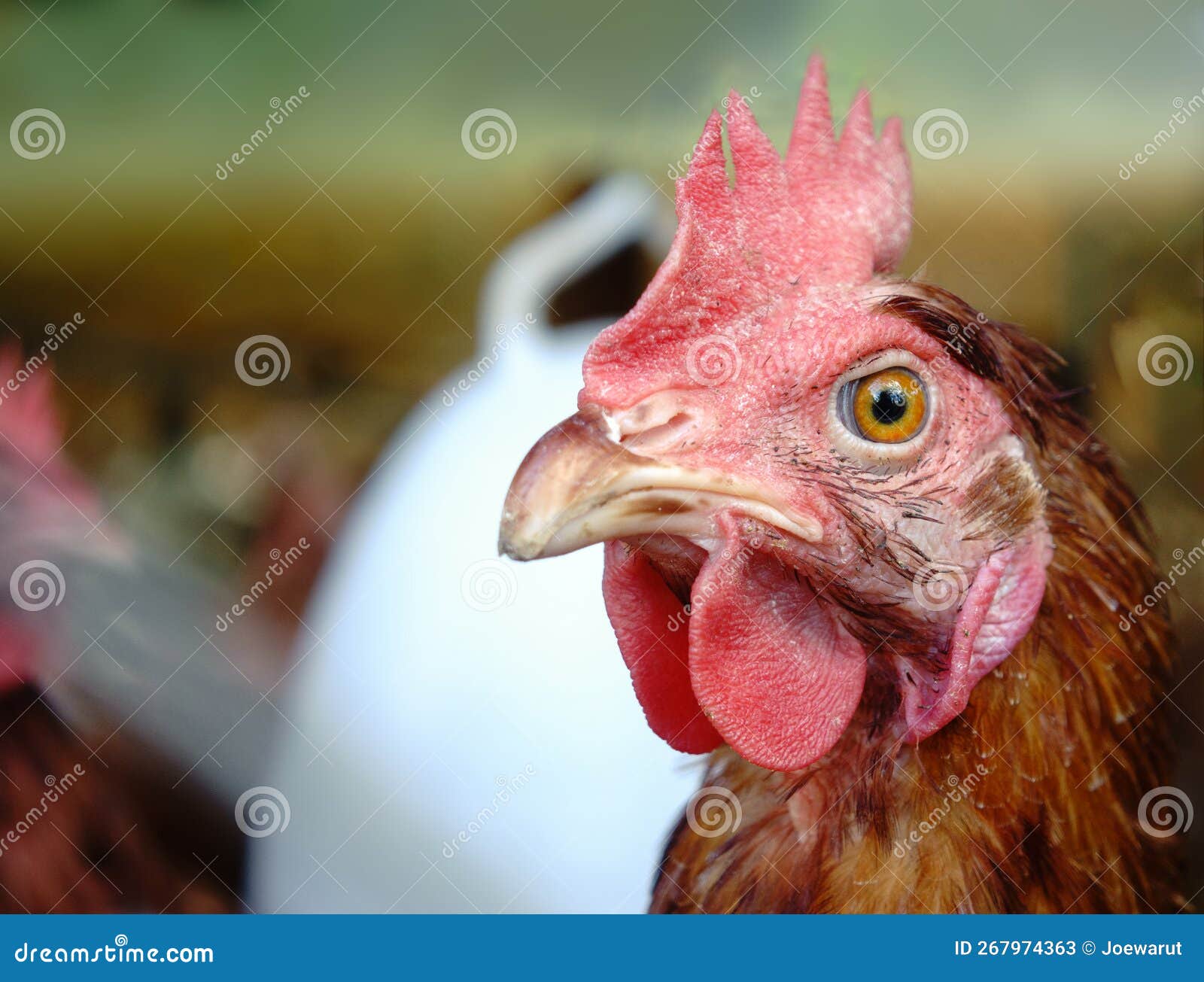 Chicken head stock image. Image of beautiful, cockerel - 267974363