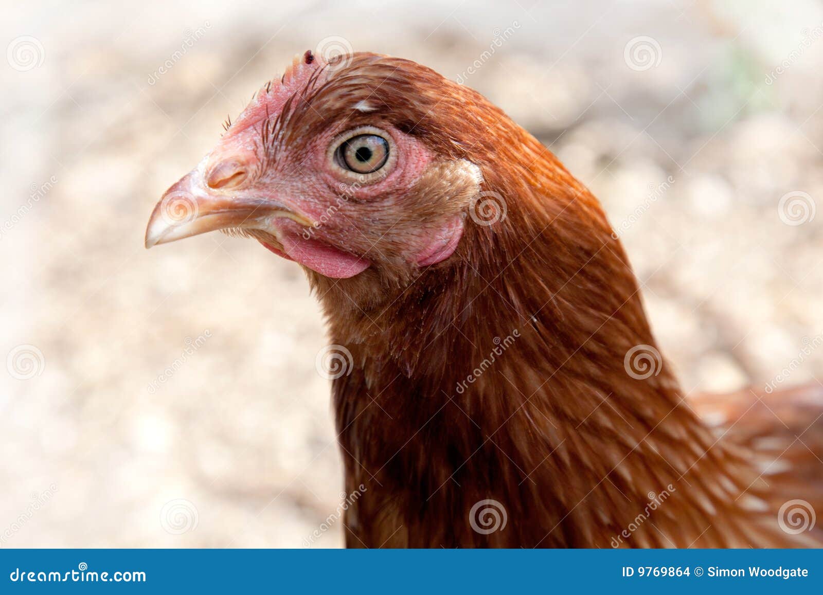 Chicken head side on stock photo. Image of beak, ball - 9769864