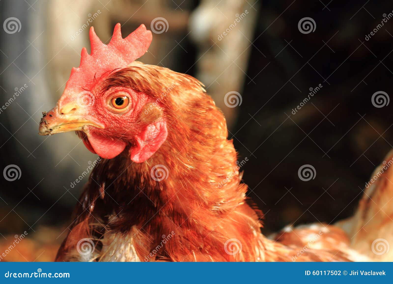 Chicken head stock photo. Image of beak, farm, chicken - 60117502