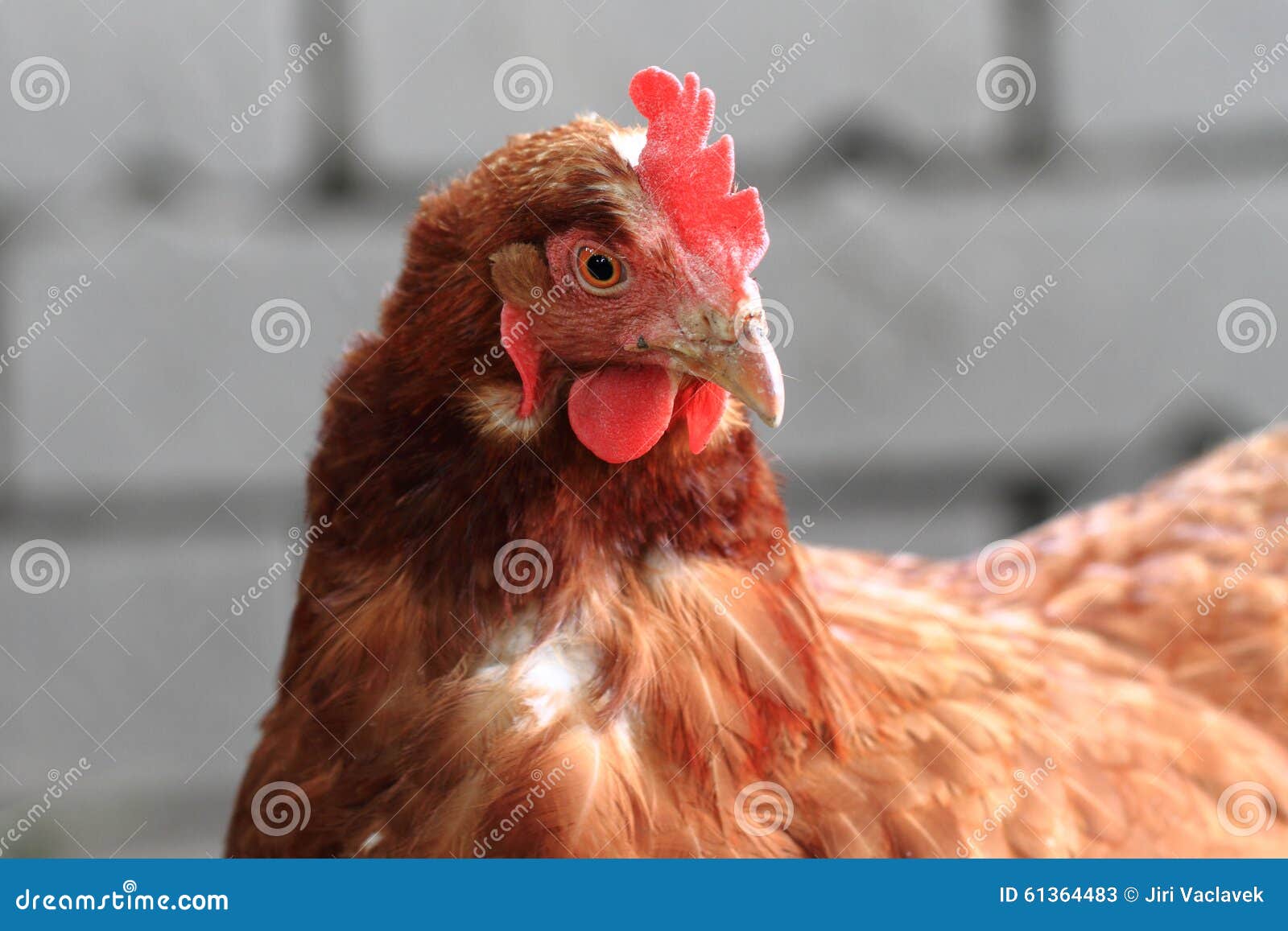 Chicken head stock image. Image of chicken, alive, fowl - 61364483