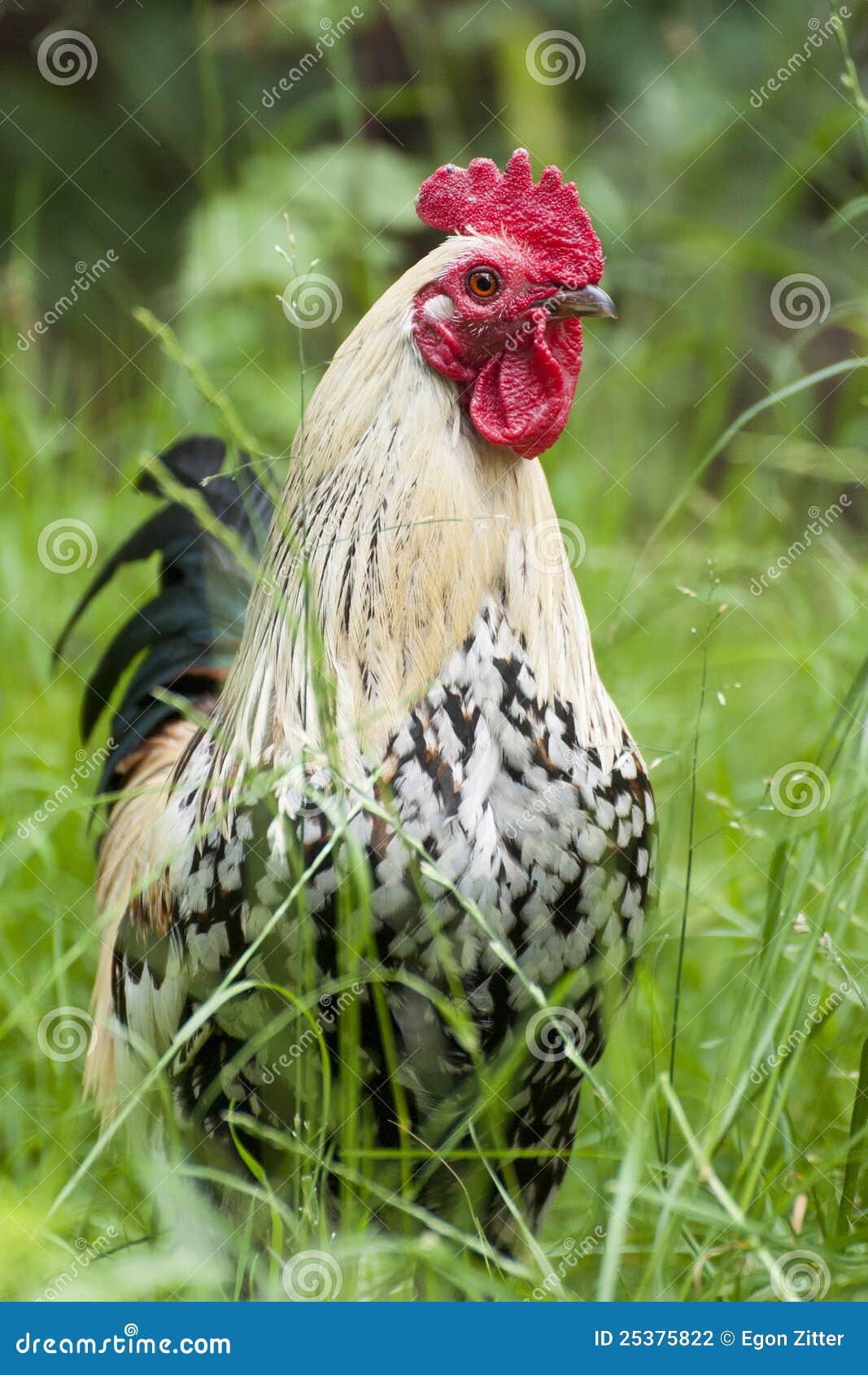 Chicken hen stock photo. Image of meat, natural, cluck - 25375822