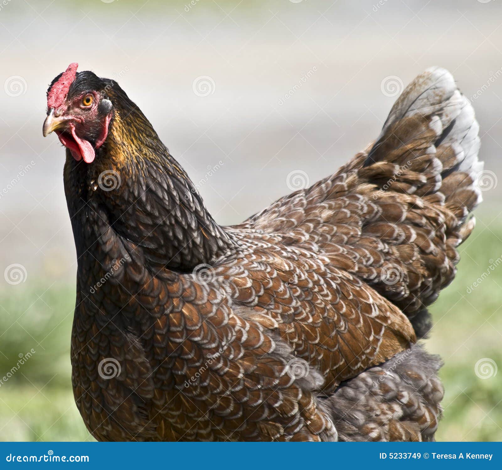 Chicken Hen stock image. Image of animal, brown, common - 5233749