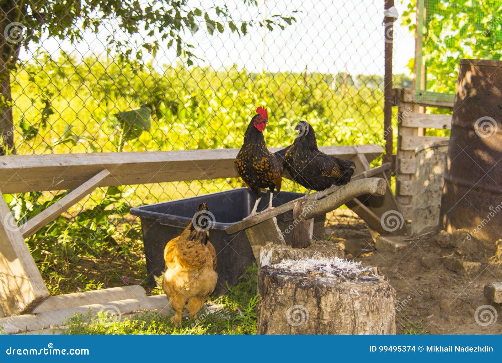 Chicken of the hen on axe stock photo. Image of meat - 99495374