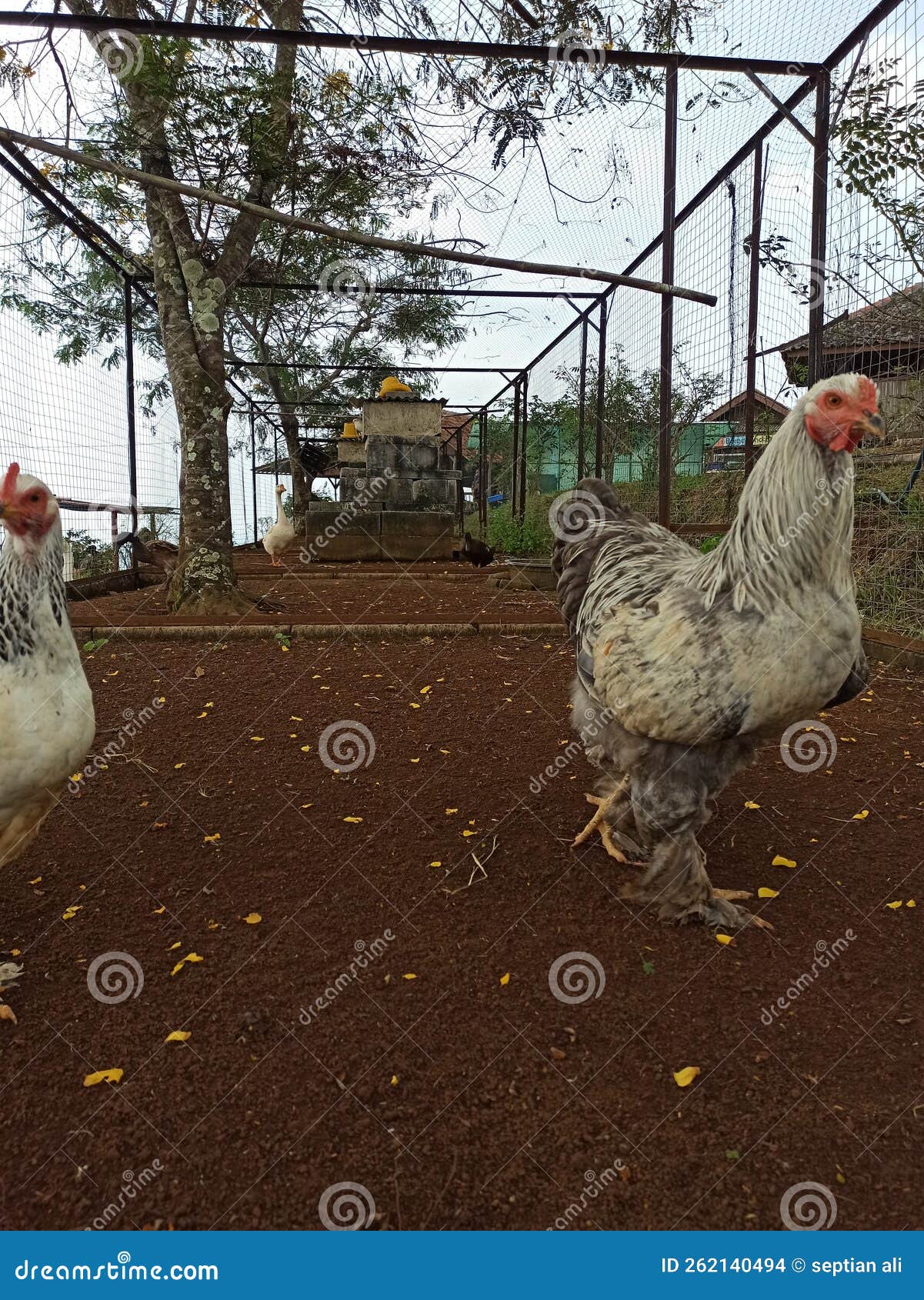 Chicken Hen Cage Farm Feather Dirt Trees Stock Photo - Image of dirt ...