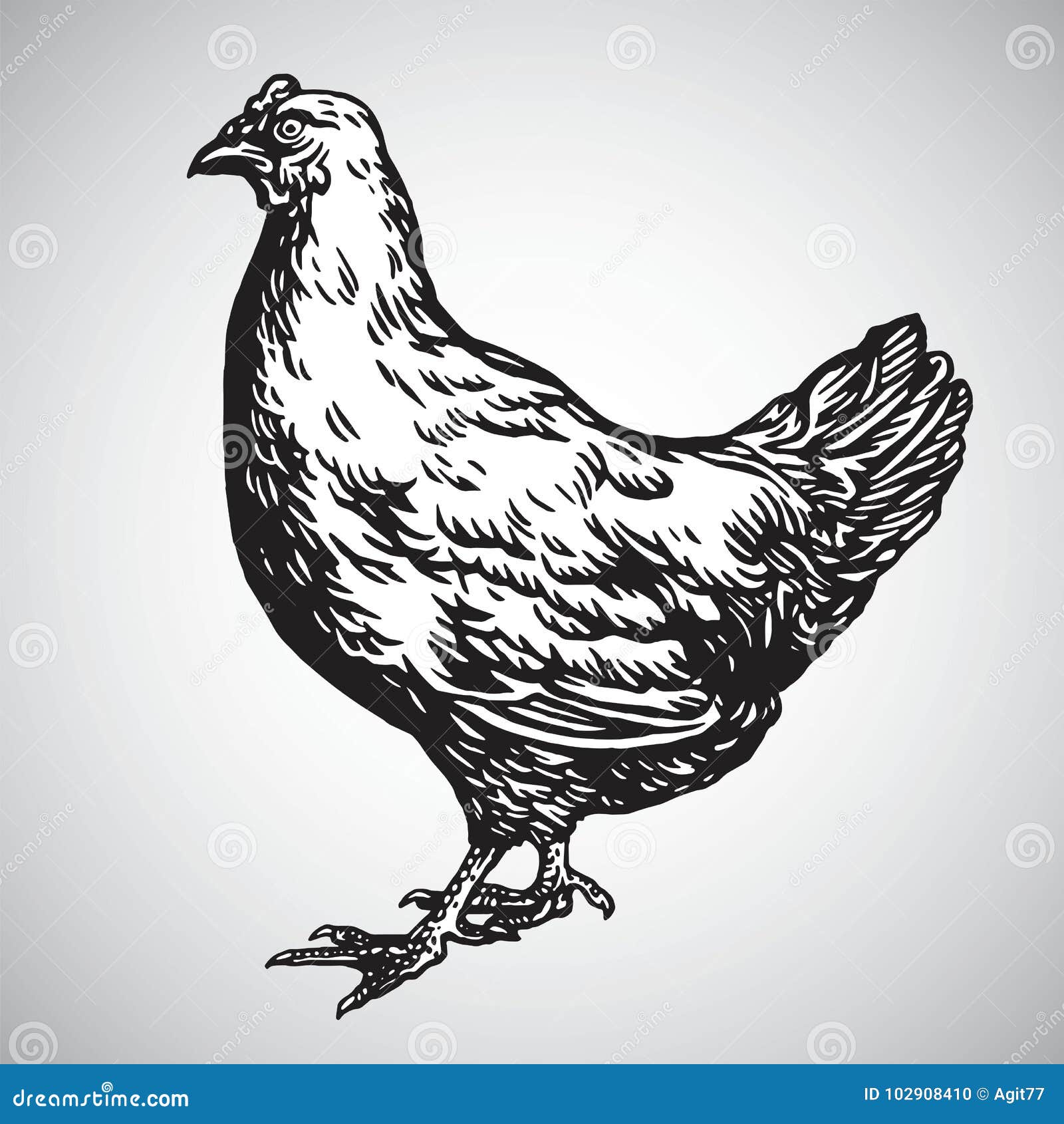 Chicken Hen Drawing Illustration Vector Stock Vector - Illustration of ...