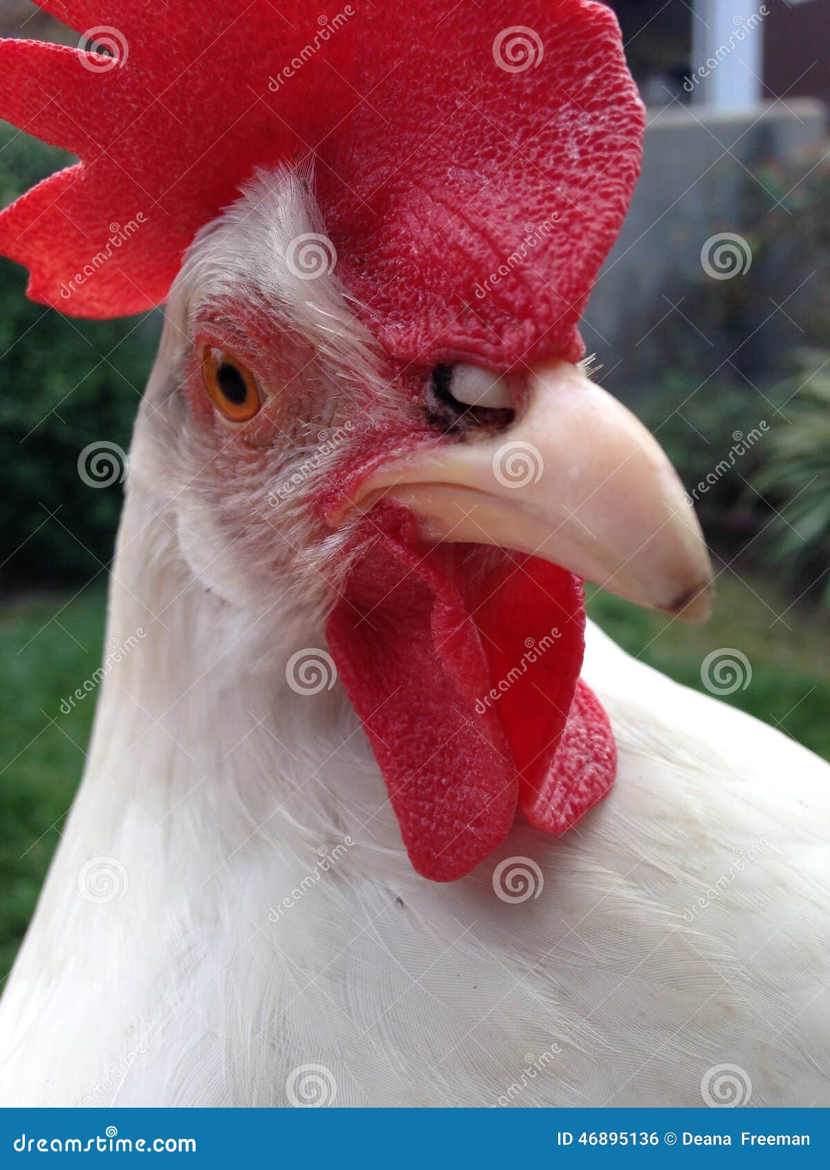 Chicken stock photo. Image of beak, organic, look, fresh - 46895136
