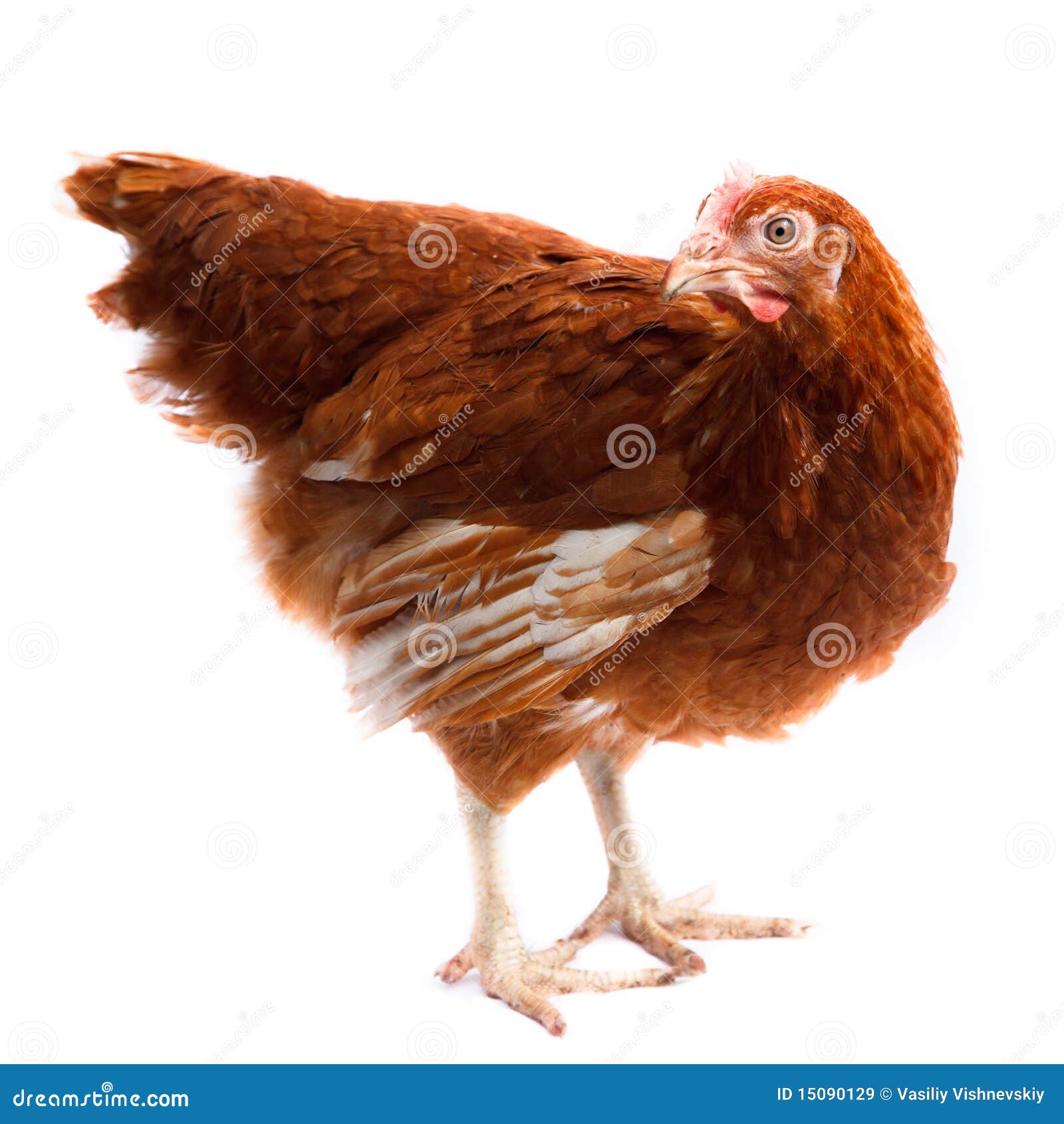 Chicken Hen, Gallus Domesticus Stock Image - Image of layer, gallus ...