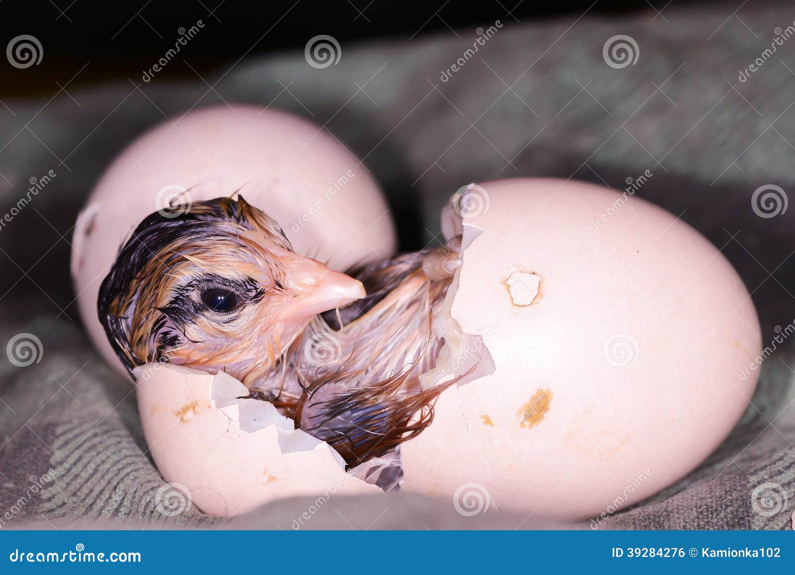 The chicken stock photo. Image of life, hatch, hens, household - 39284276