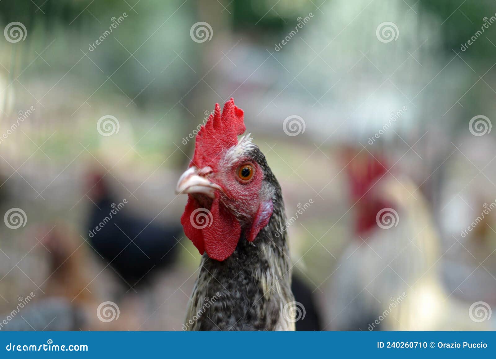Chicken Hen Head Close Up.Close-up Close-up Detail of Spotted Hen ...