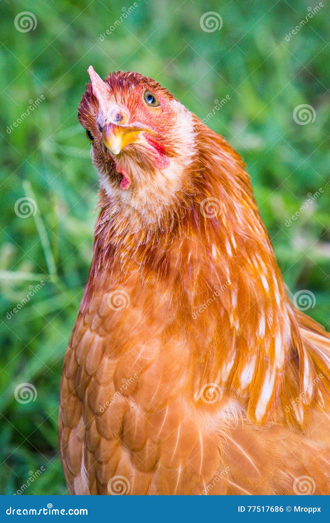 Chicken hen head side stock photo. Image of front, looking - 77517686