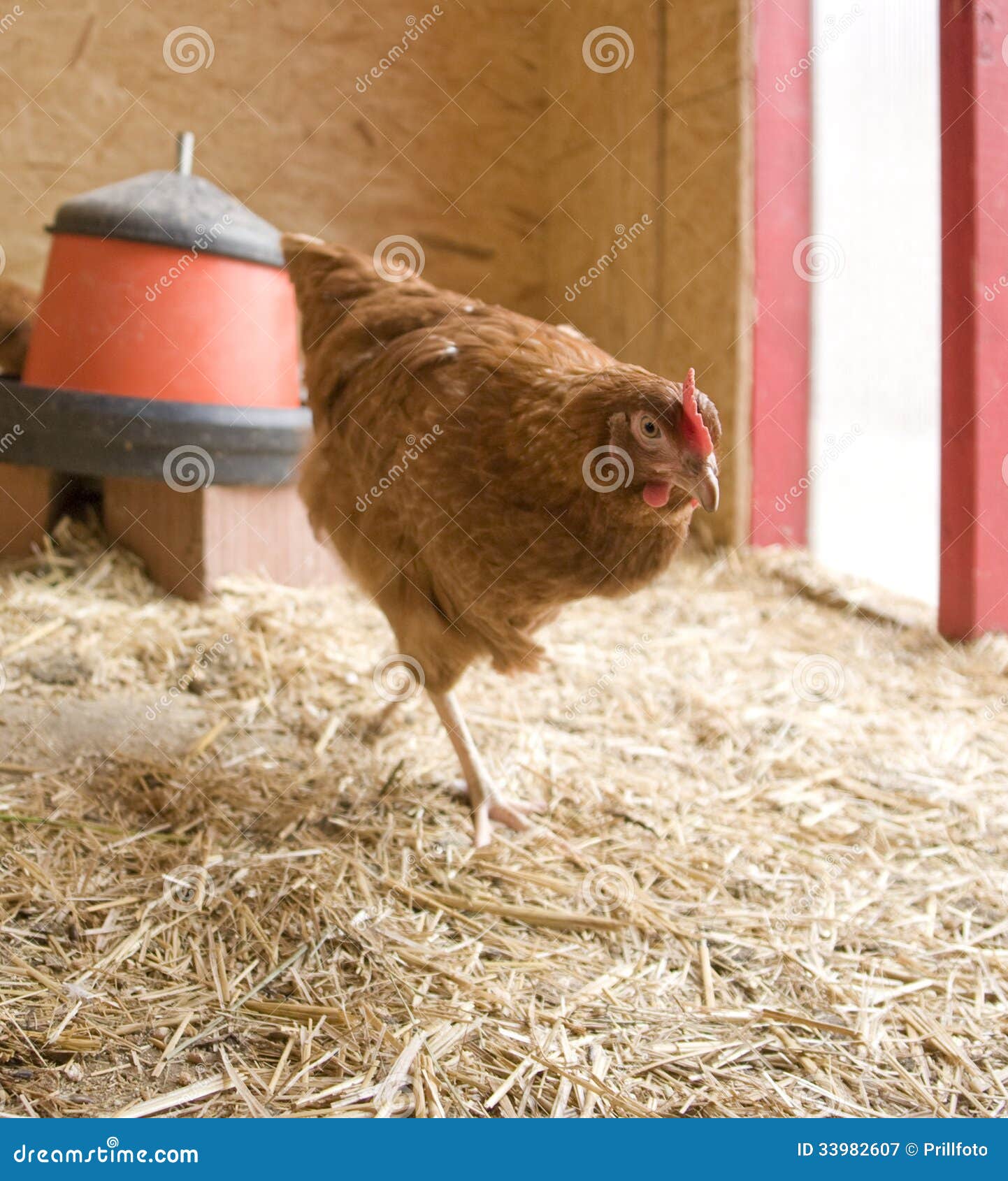 Chicken in a hen house stock image. Image of livestock - 33982607