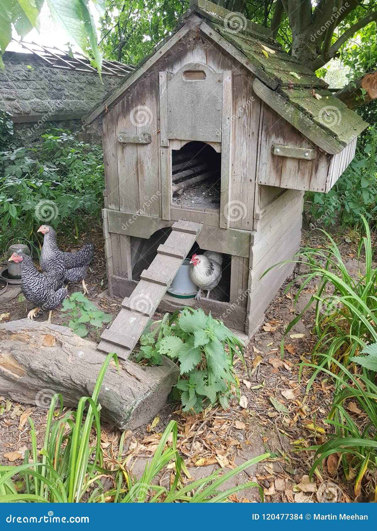 Chicken hen house. stock photo. Image of england, rural - 120477384