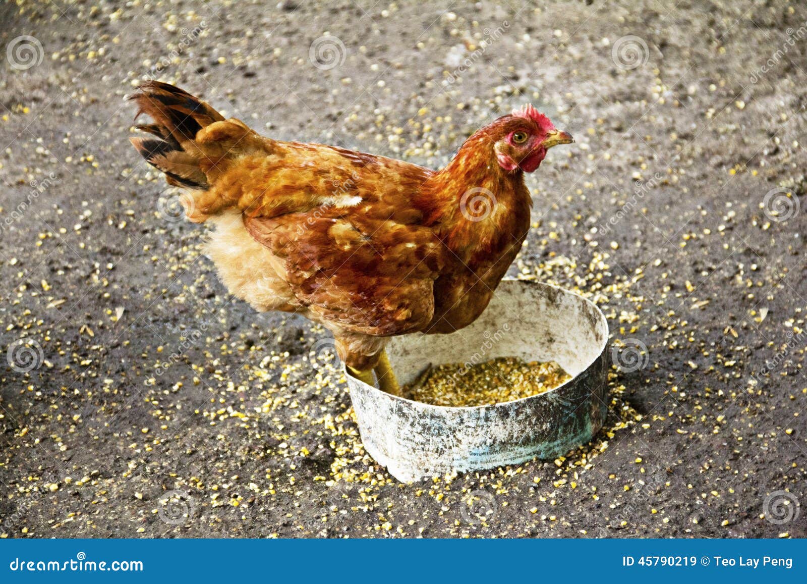 Chicken Hen Looking for Feed Stock Image - Image of brown, corn: 45790219