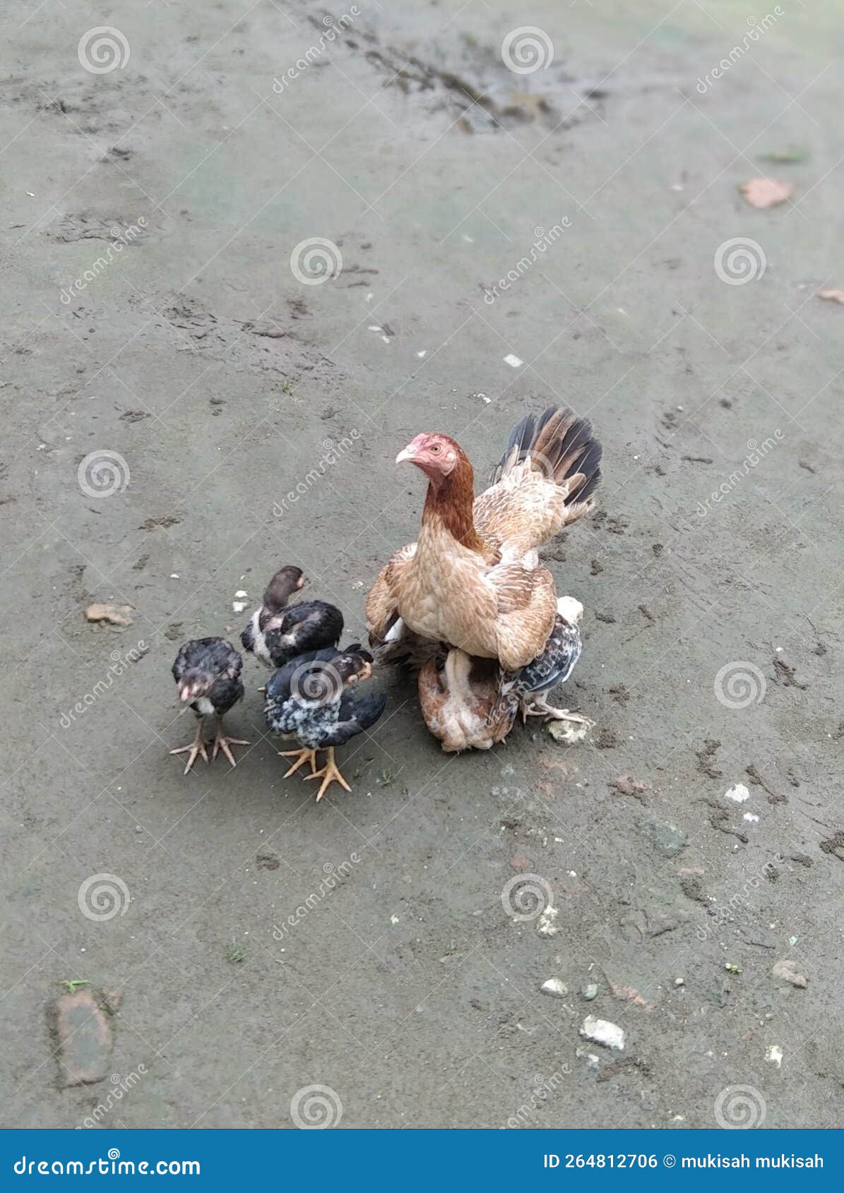 Chicken stock photo. Image of animals, peacock, peaco - 264812706