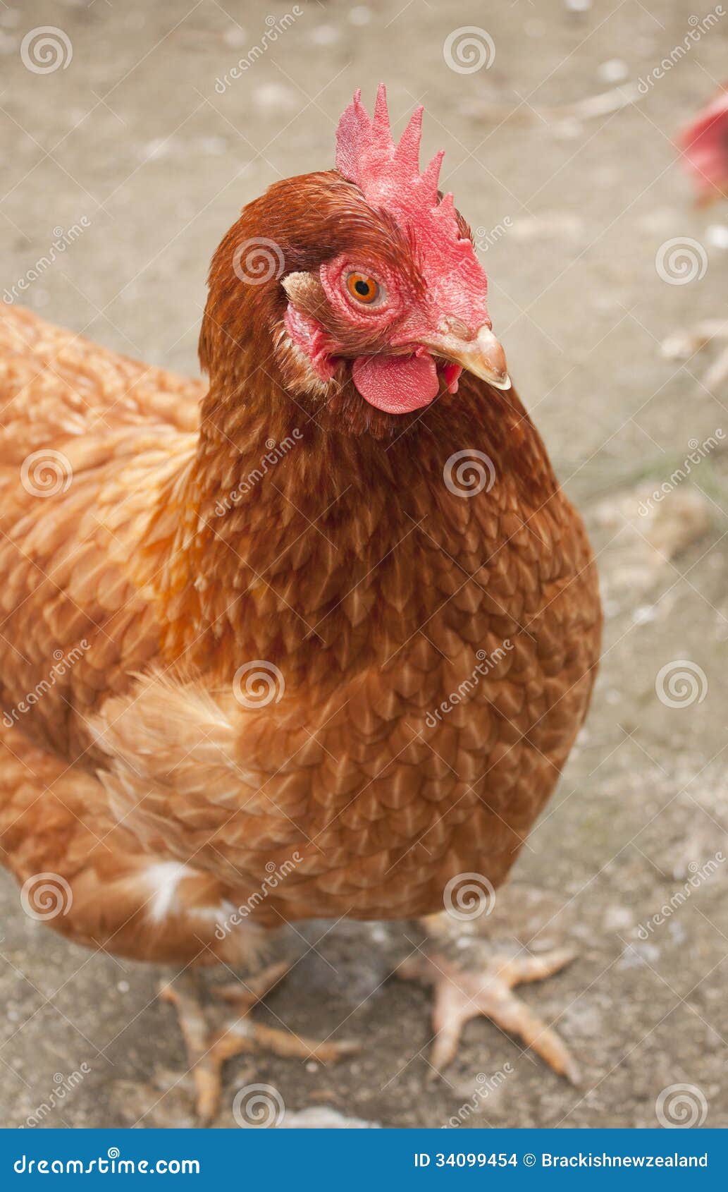 Chicken / Hen stock photo. Image of animal, farm, feathers - 34099454