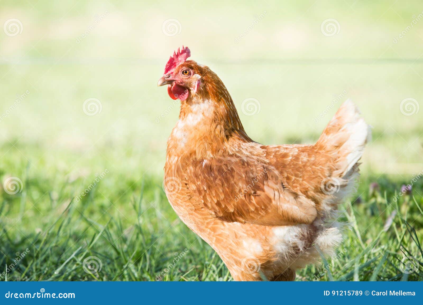 Chicken Hen in Profile in Grass Stock Image - Image of country, meadow ...