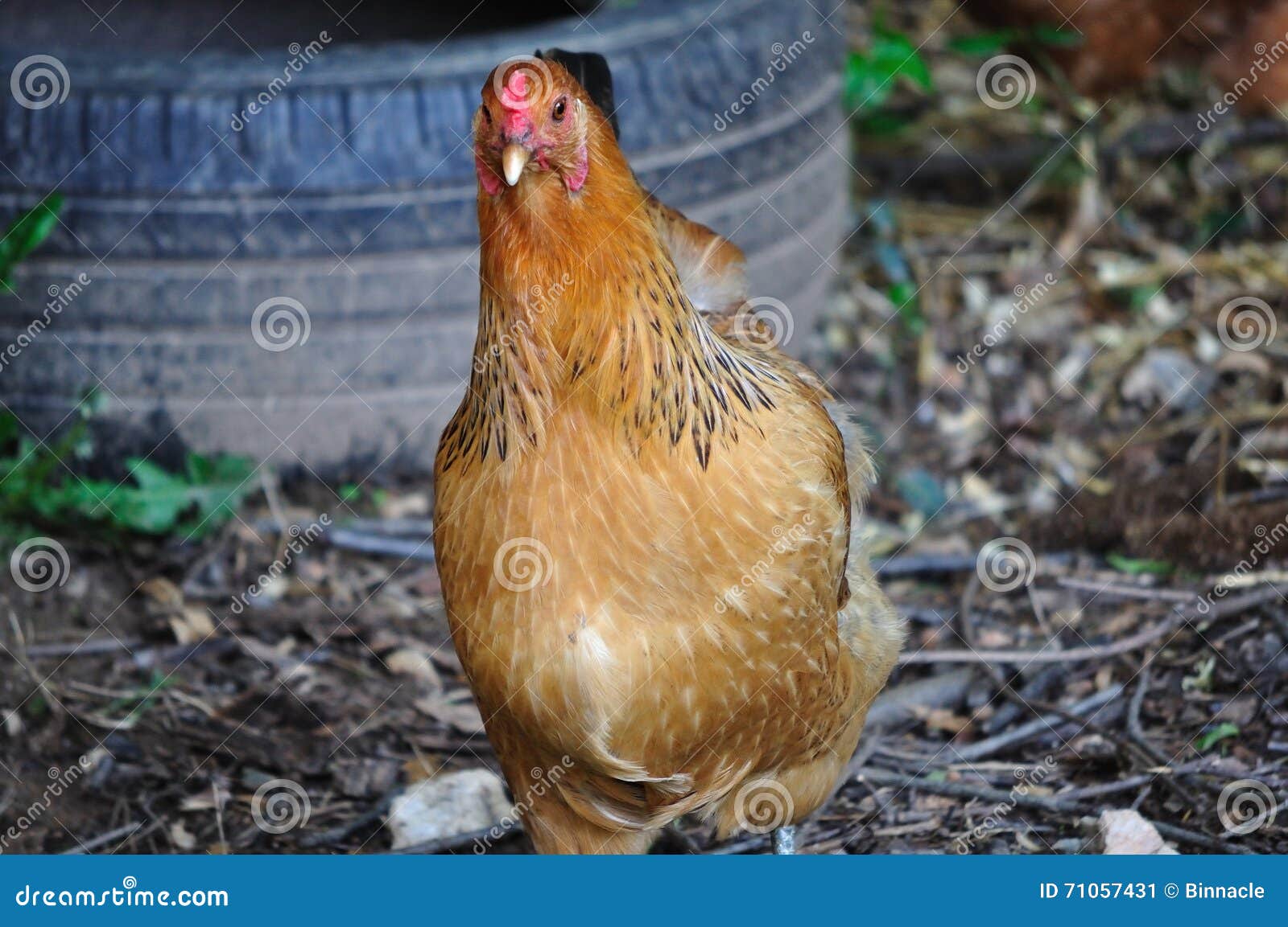 Chicken - Hen stock image. Image of farm, roster, chicken - 71057431
