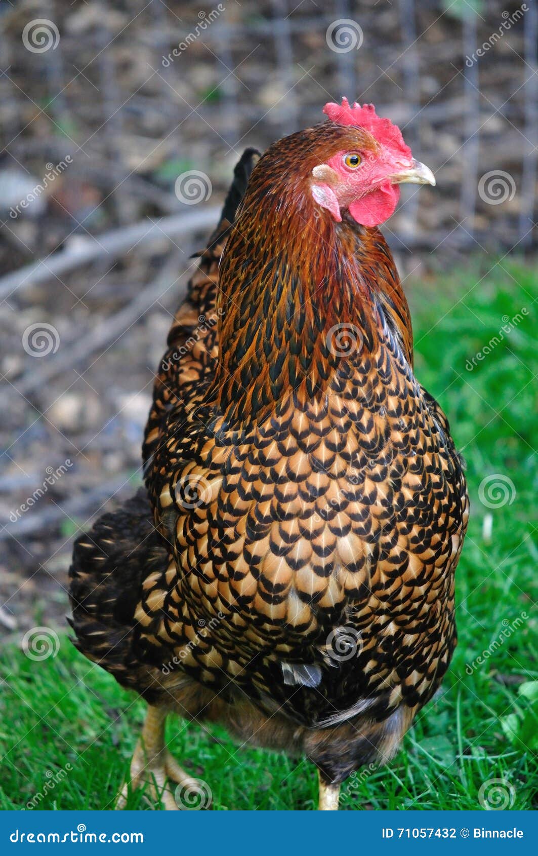 Chicken - Hen stock photo. Image of roster, farm, morning - 71057432