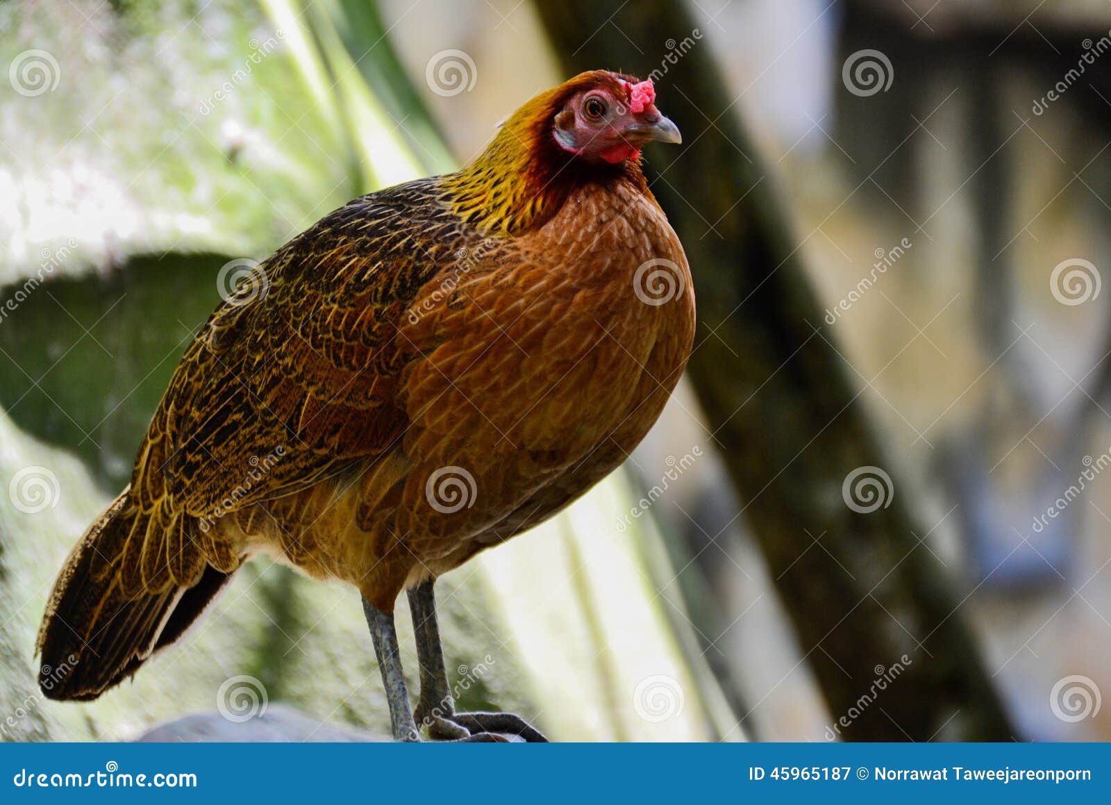 Hen stock image. Image of chicken, hens, animal, breeds - 45965187