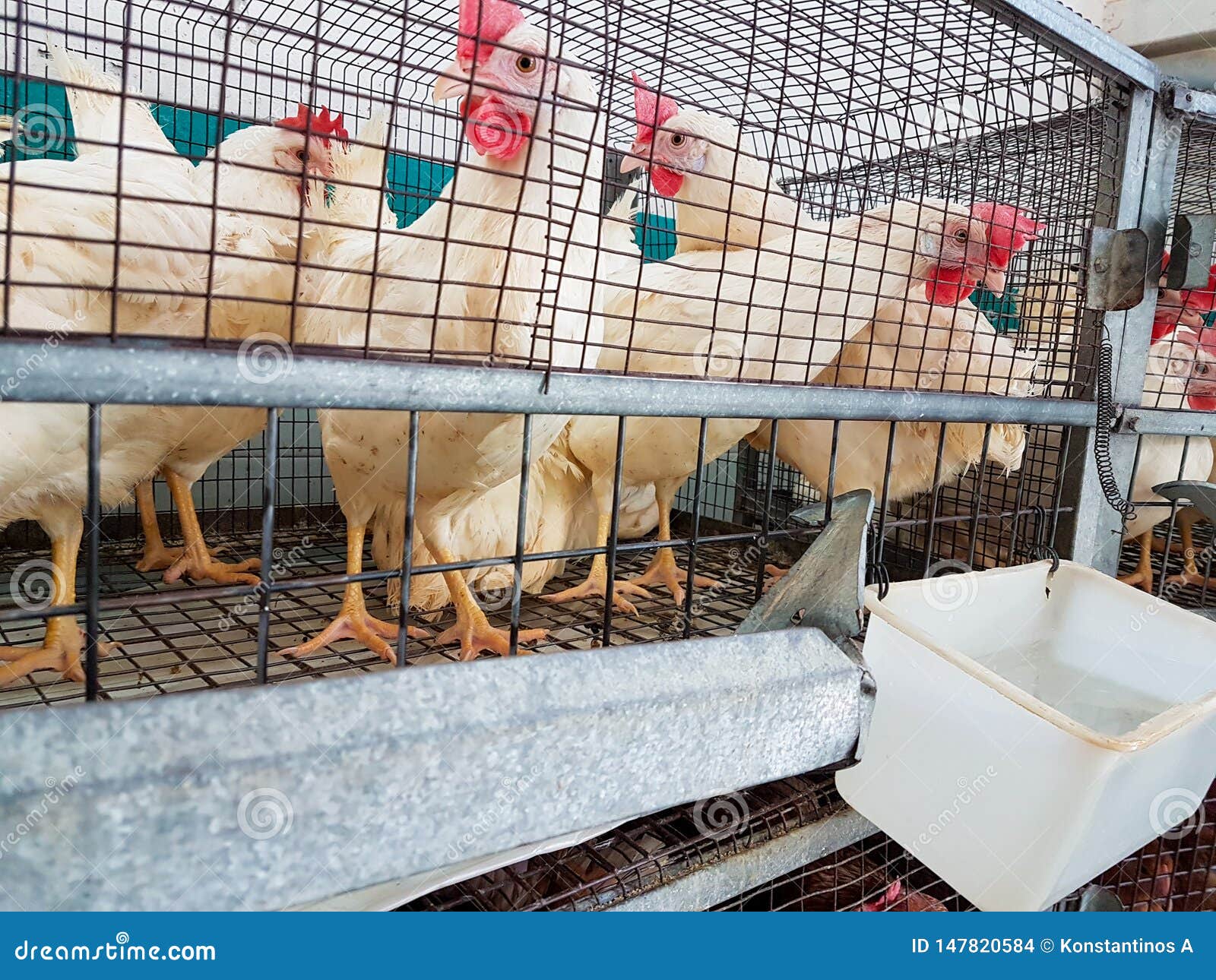 Chicken Hens In A Cage Poultry Royalty-Free Stock Photo | CartoonDealer ...