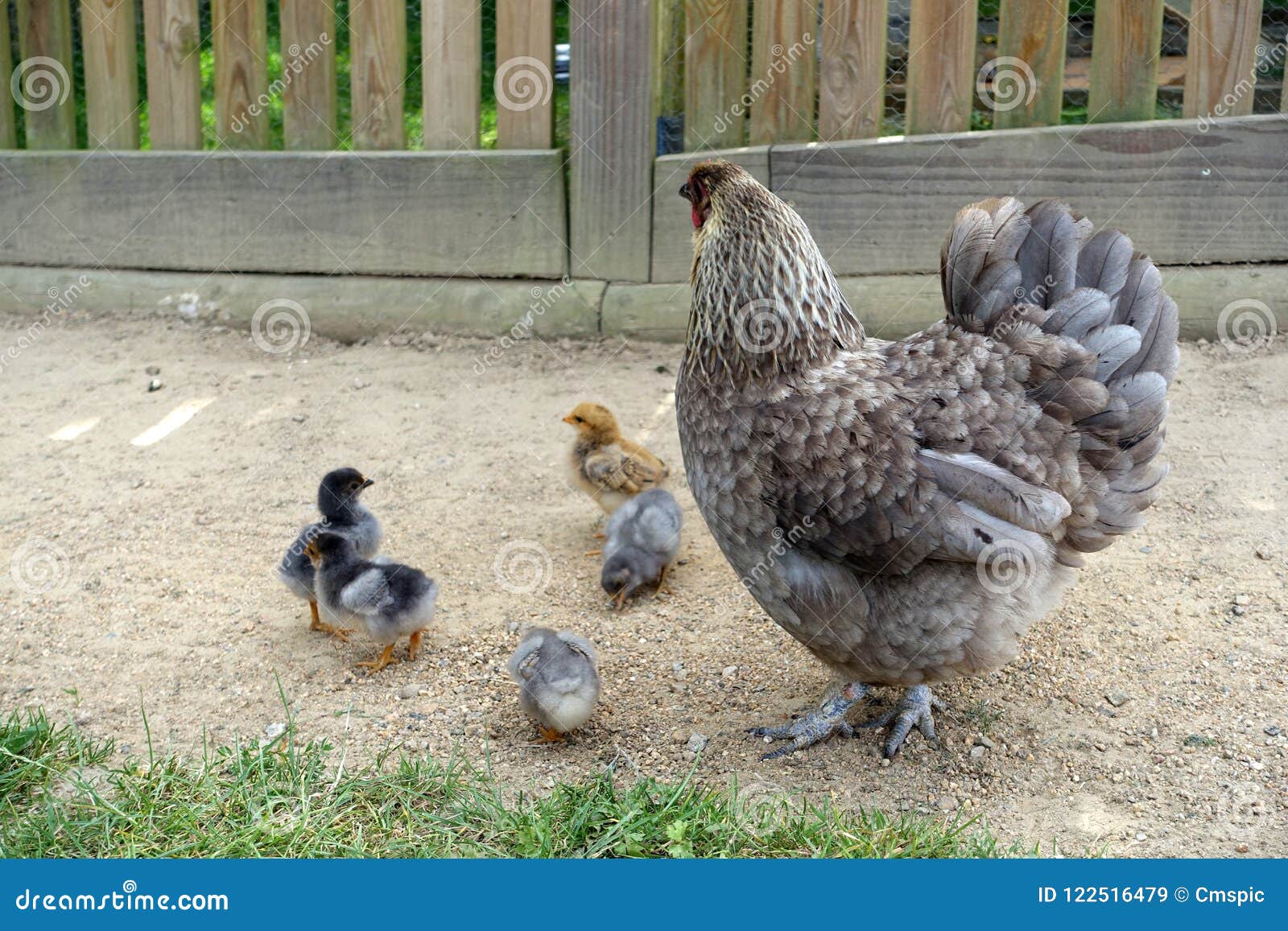 Chicken with her chicks stock image. Image of farm, mother - 122516479