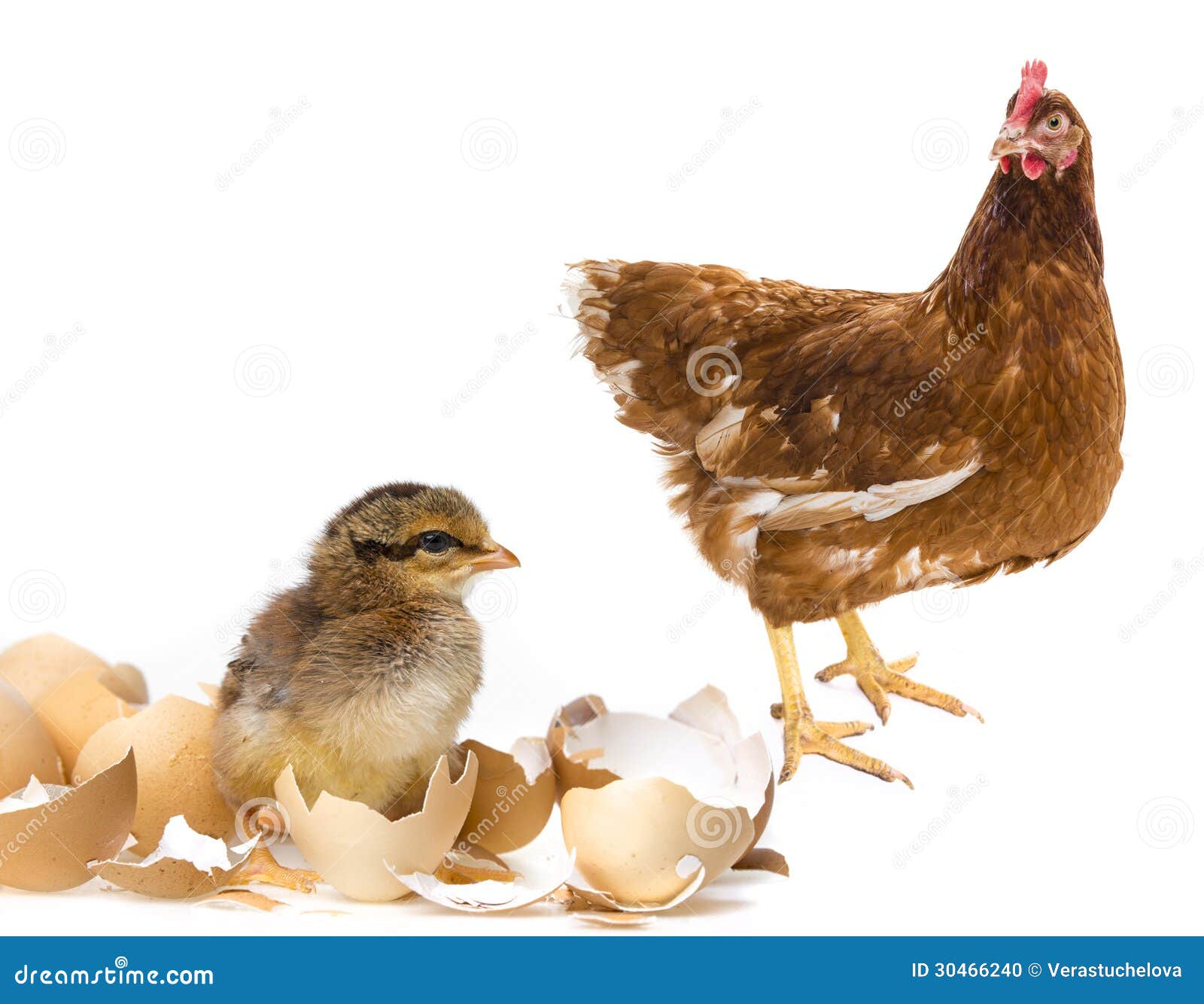 Chicken and her mother hen stock photo. Image of chick - 30466240