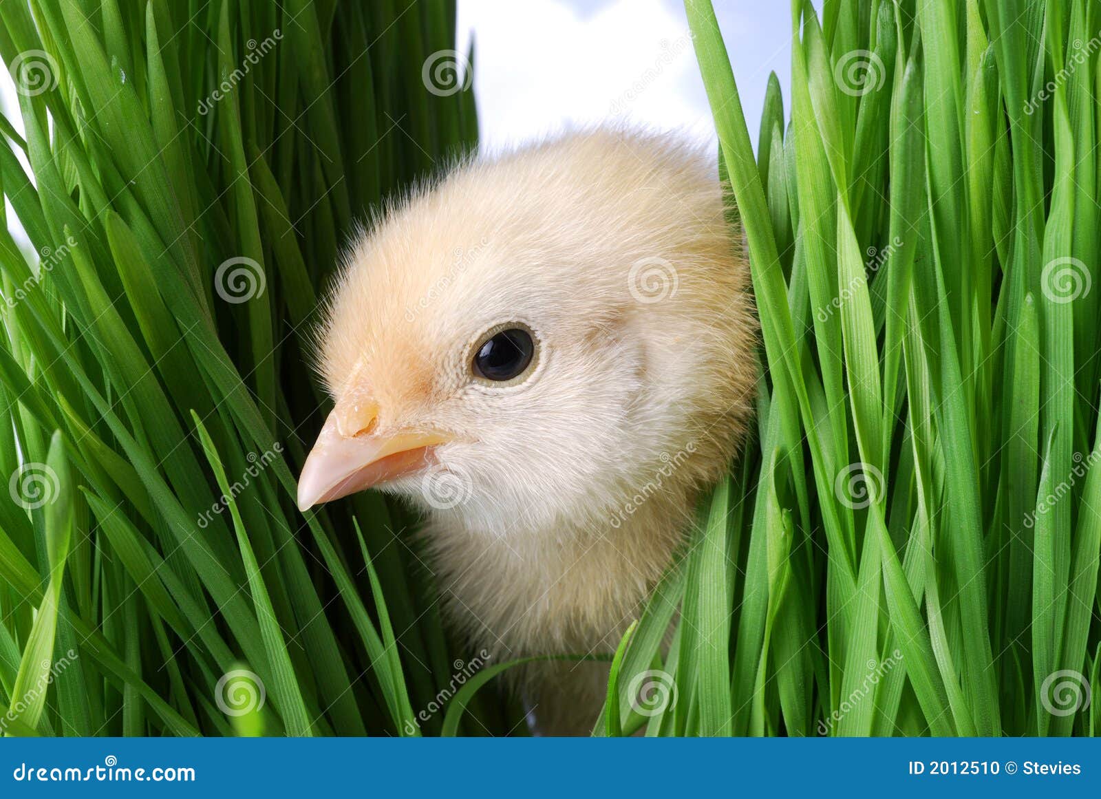 Chicken Hiding in the Grass Stock Photo - Image of yellow, spring: 2012510