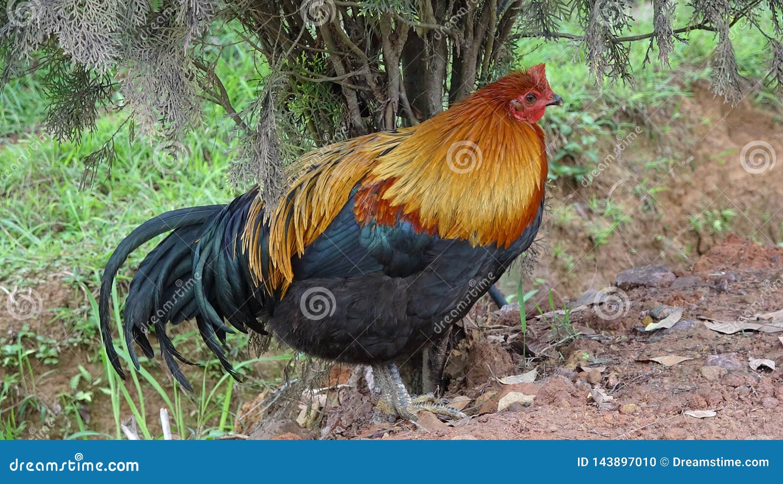 This Chicken is Hiding in the Tree Stock Photo - Image of texture ...