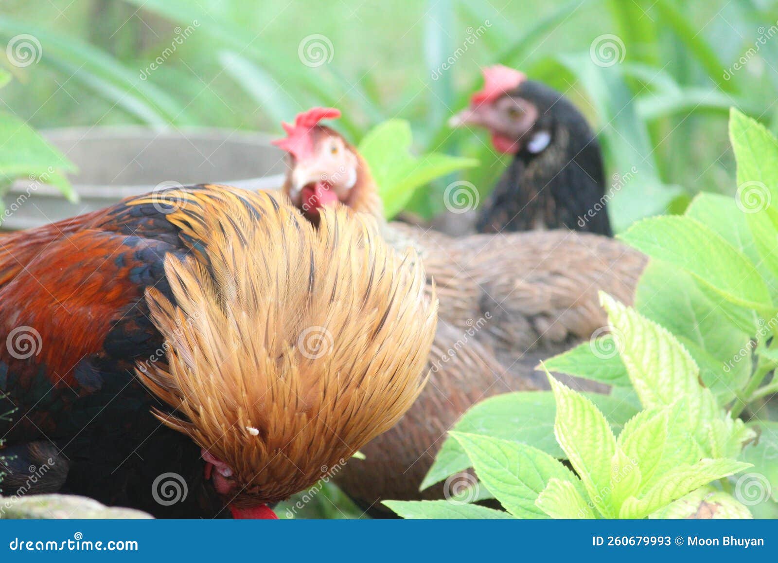 Chicken stock image. Image of outdoors, fowl, pets, bird - 260679993