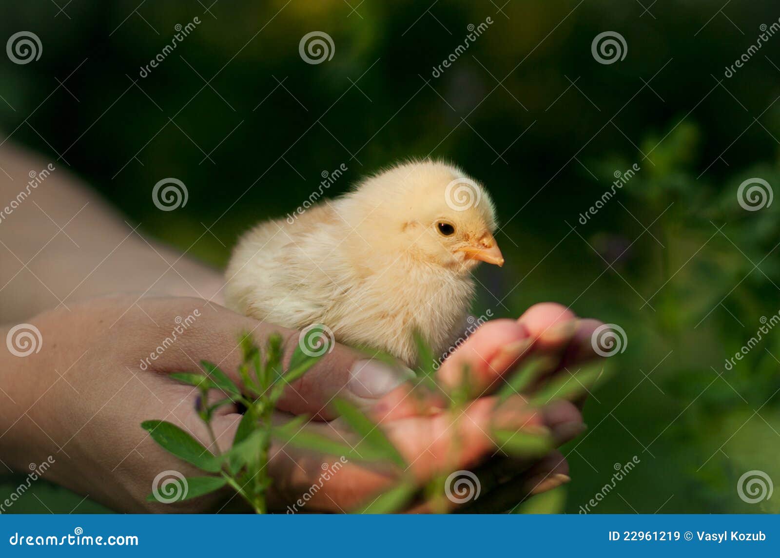 Chicken in his hand stock image. Image of small, human - 22961219