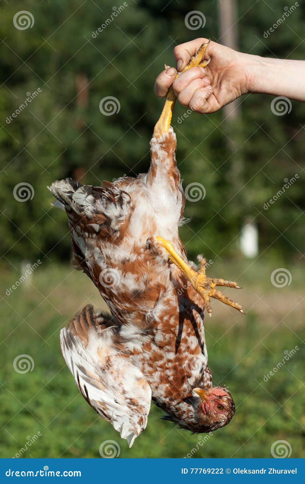 Chicken stock photo. Image of hand, bird, chicken, claws - 77769222