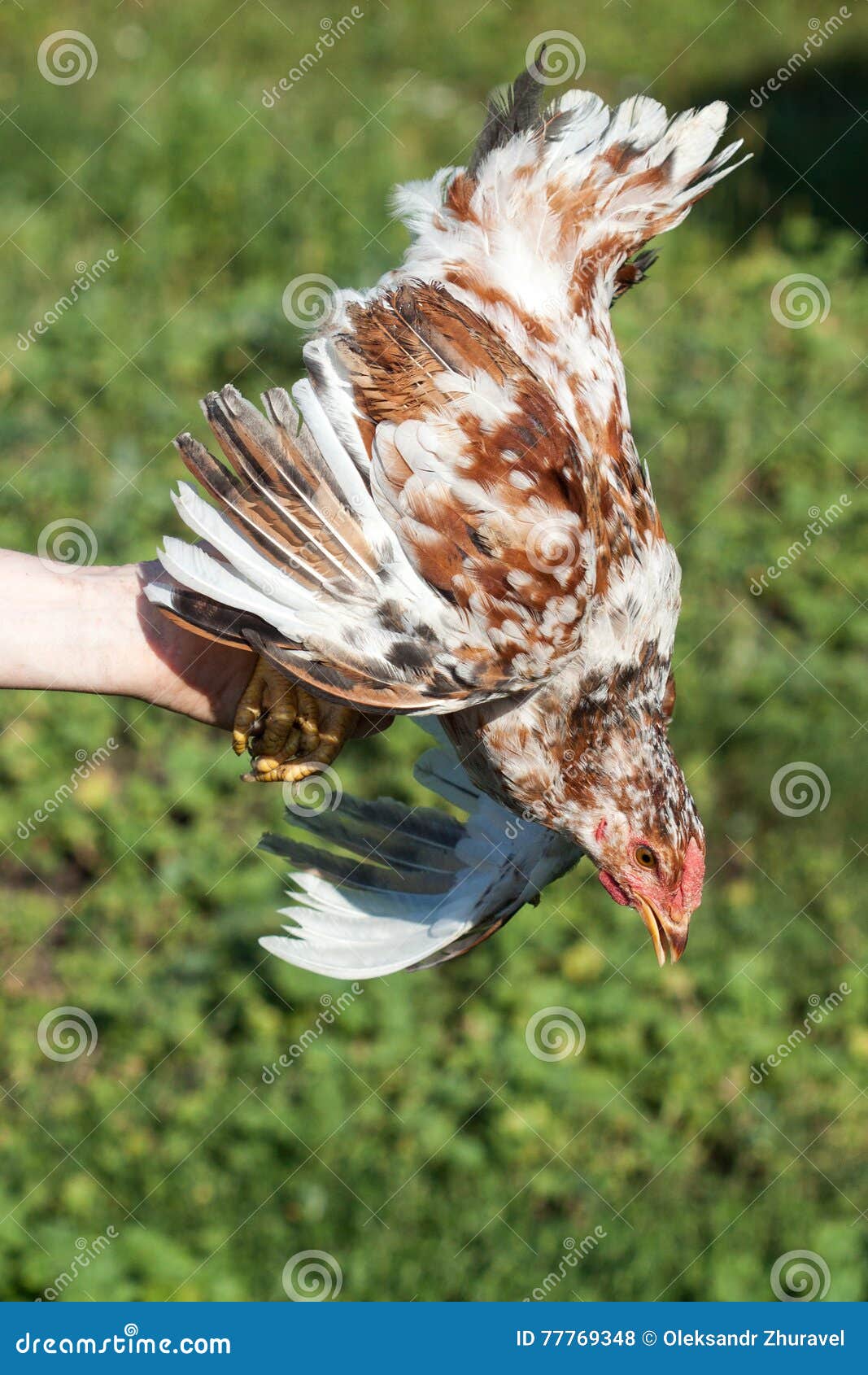 Chicken stock photo. Image of farm, human, care, poultry - 77769348