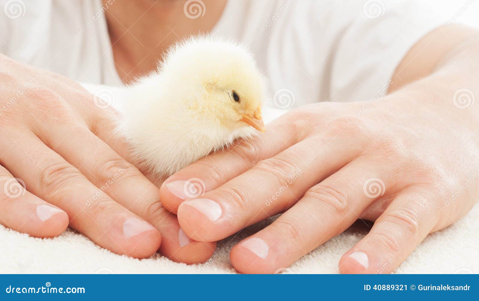 Chicken in human hands stock image. Image of young, beak - 40889321