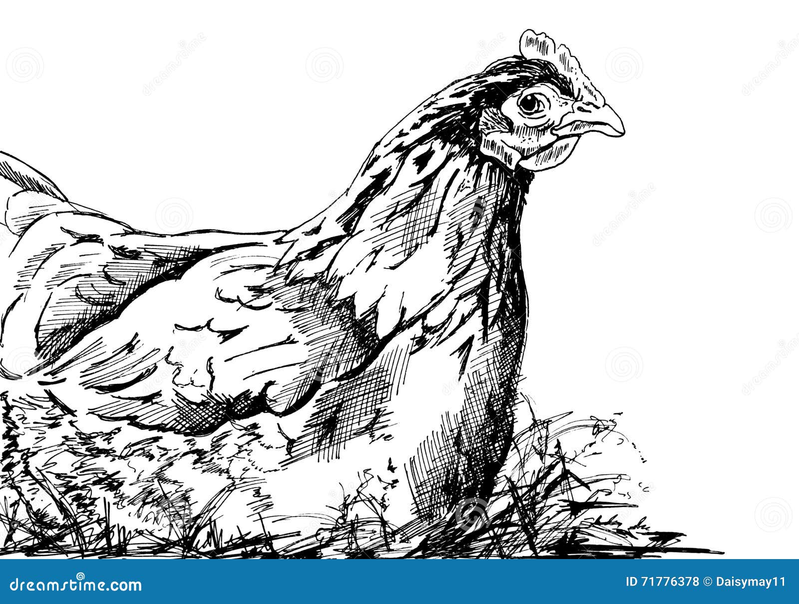 Chicken illustration stock illustration. Illustration of chicken - 71776378