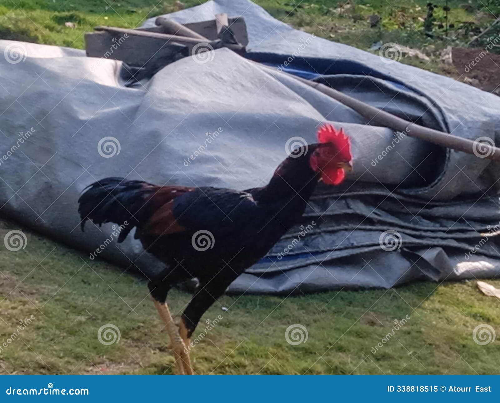 Chicken in Indonesian Village Stock Image - Image of chicken, pets ...