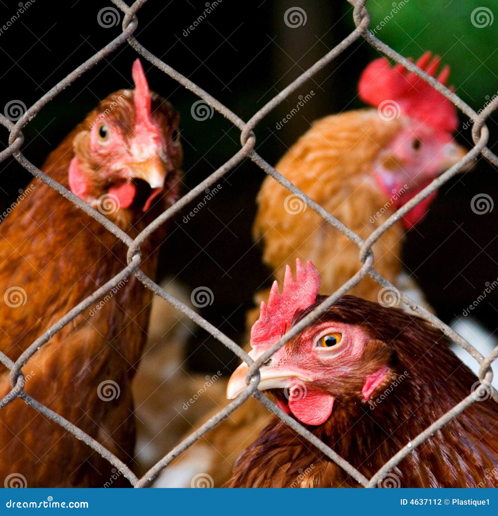 Chicken inmates stock photo. Image of captivity, poultry - 4637112