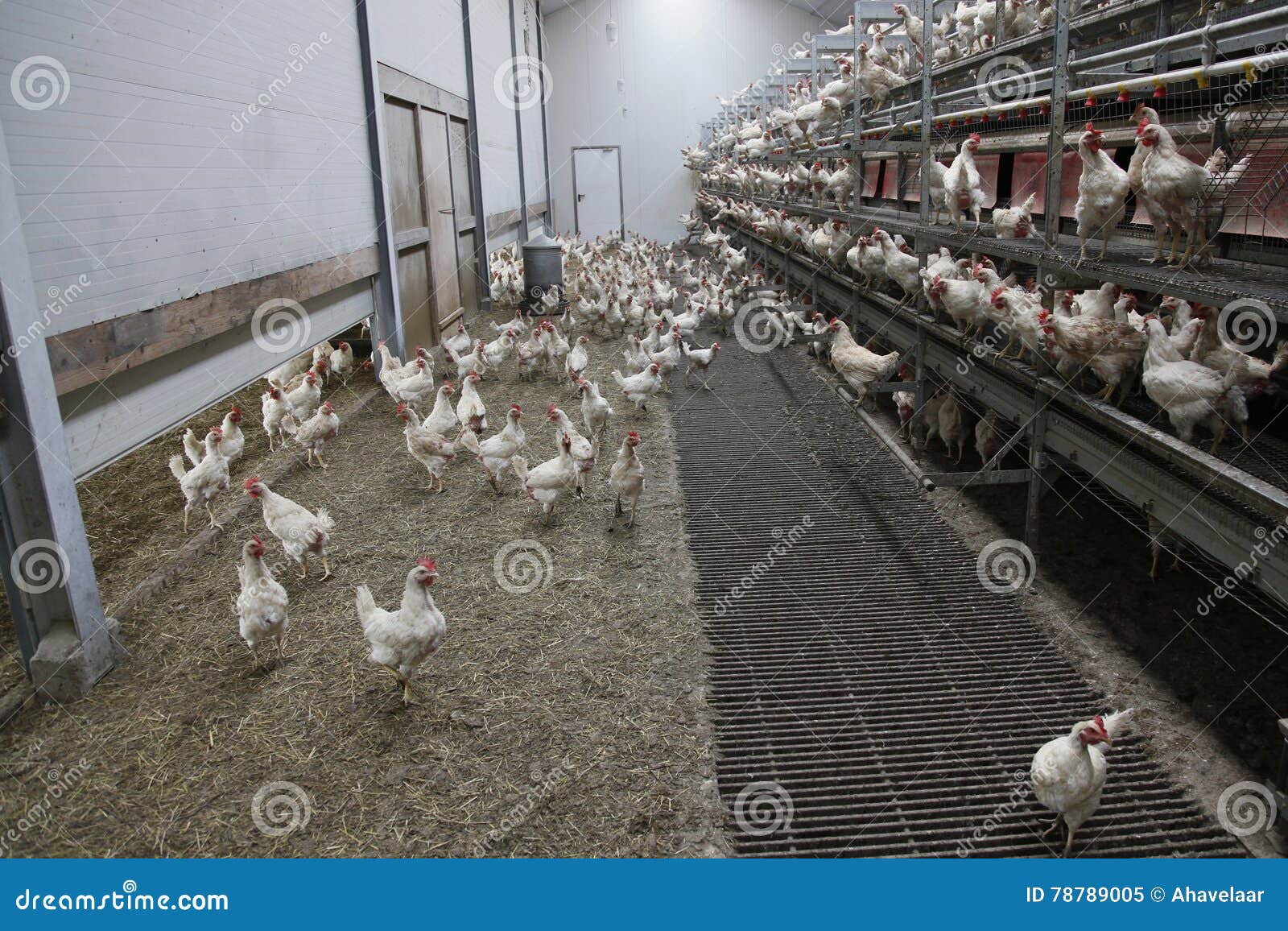 Chicken Inside Organic Egg Farm Stock Image - Image of industry ...