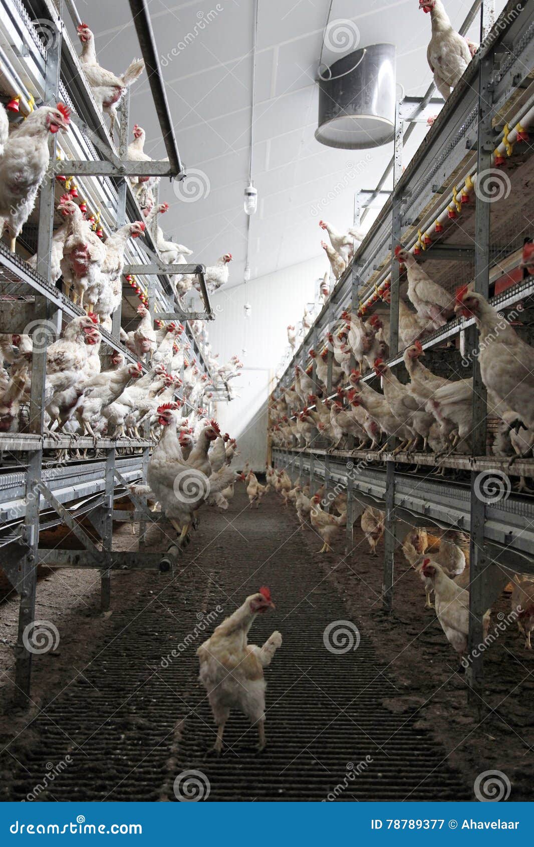 Chicken Inside Organic Egg Farm Stock Image - Image of chicken ...