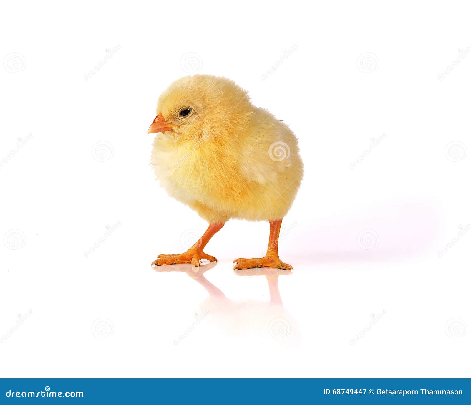 Chicken Isolated on White Background Stock Image - Image of isolated ...