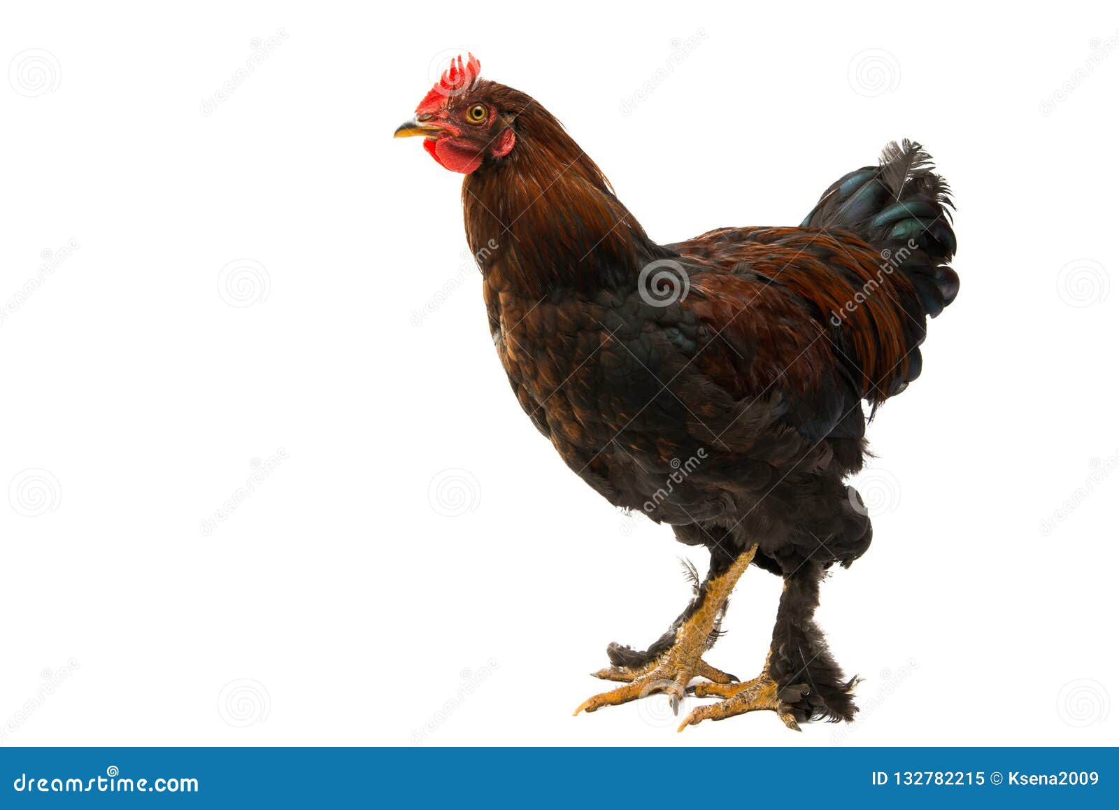 Chicken isolated stock image. Image of female, feather - 132782215