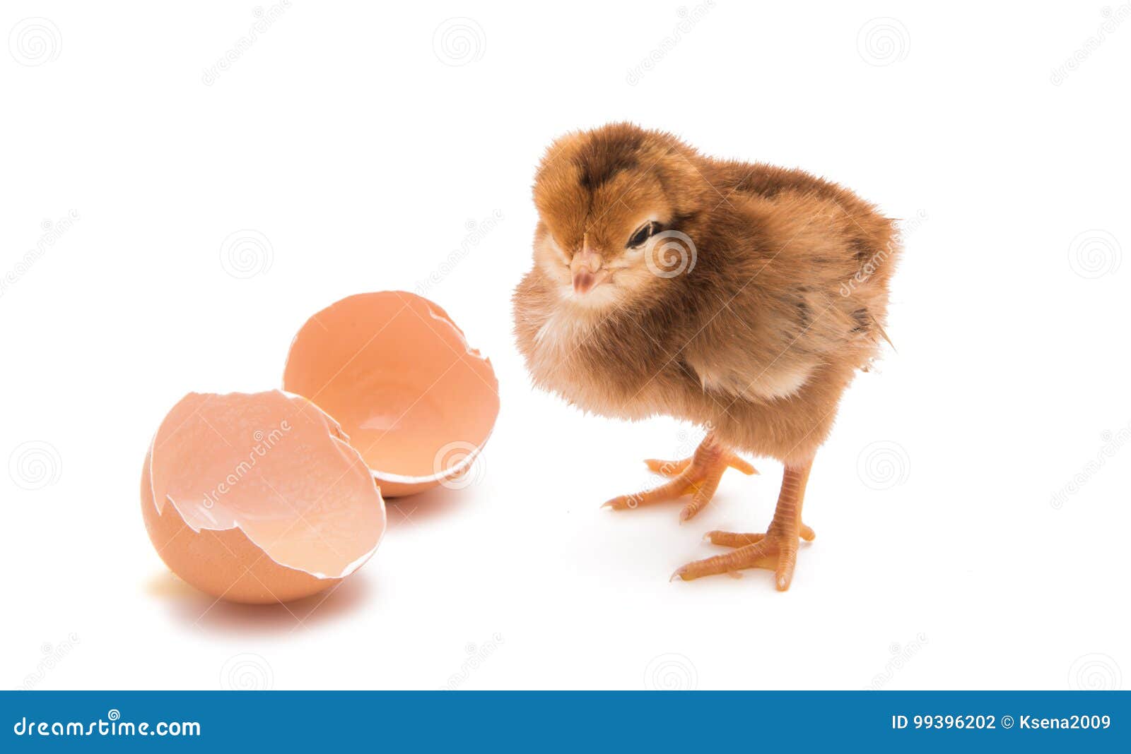 Chicken isolated stock photo. Image of chick, chicken - 99396202