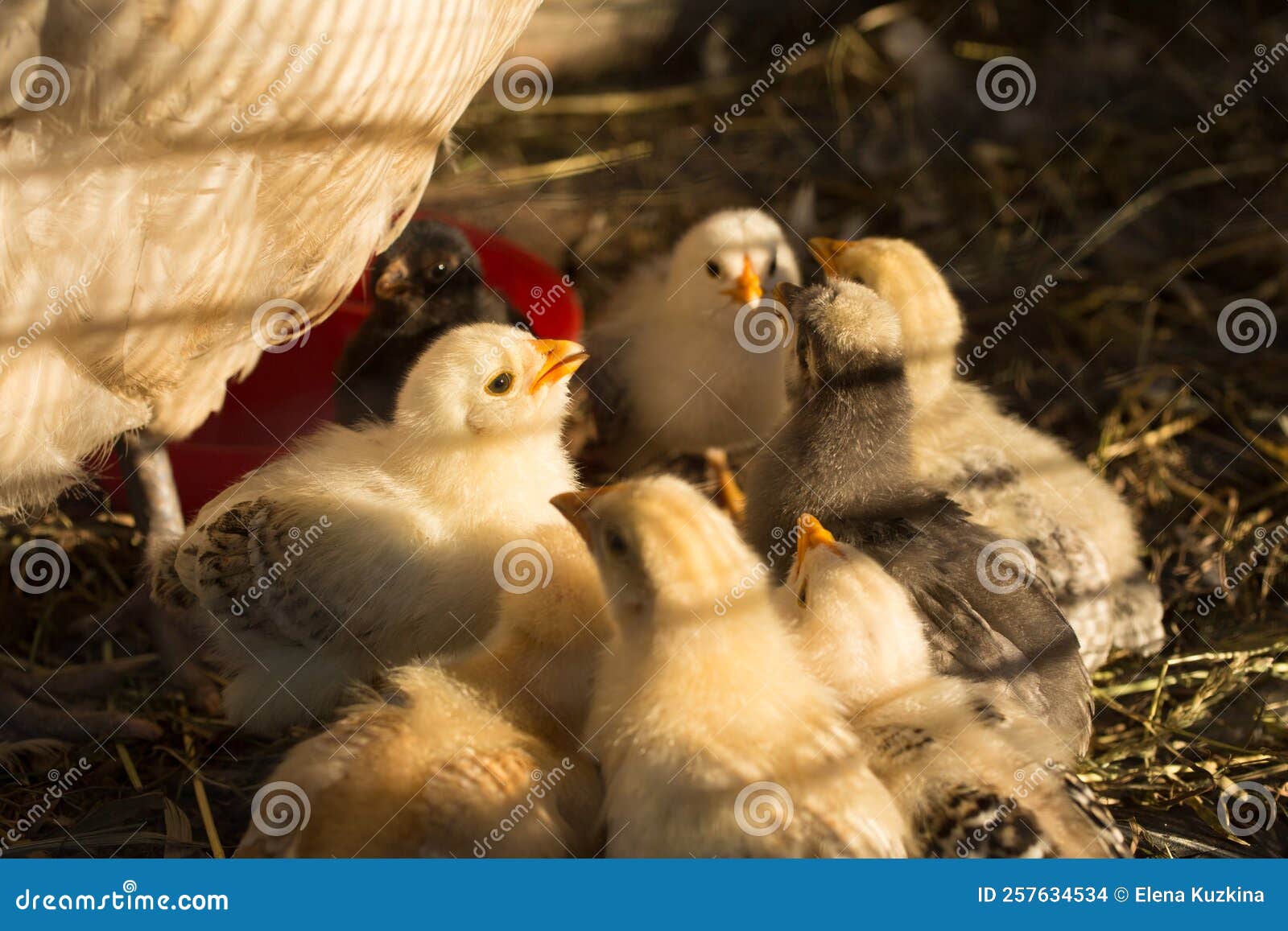 Chicken and Its Chicks Drink Water Stock Photo - Image of farm ...