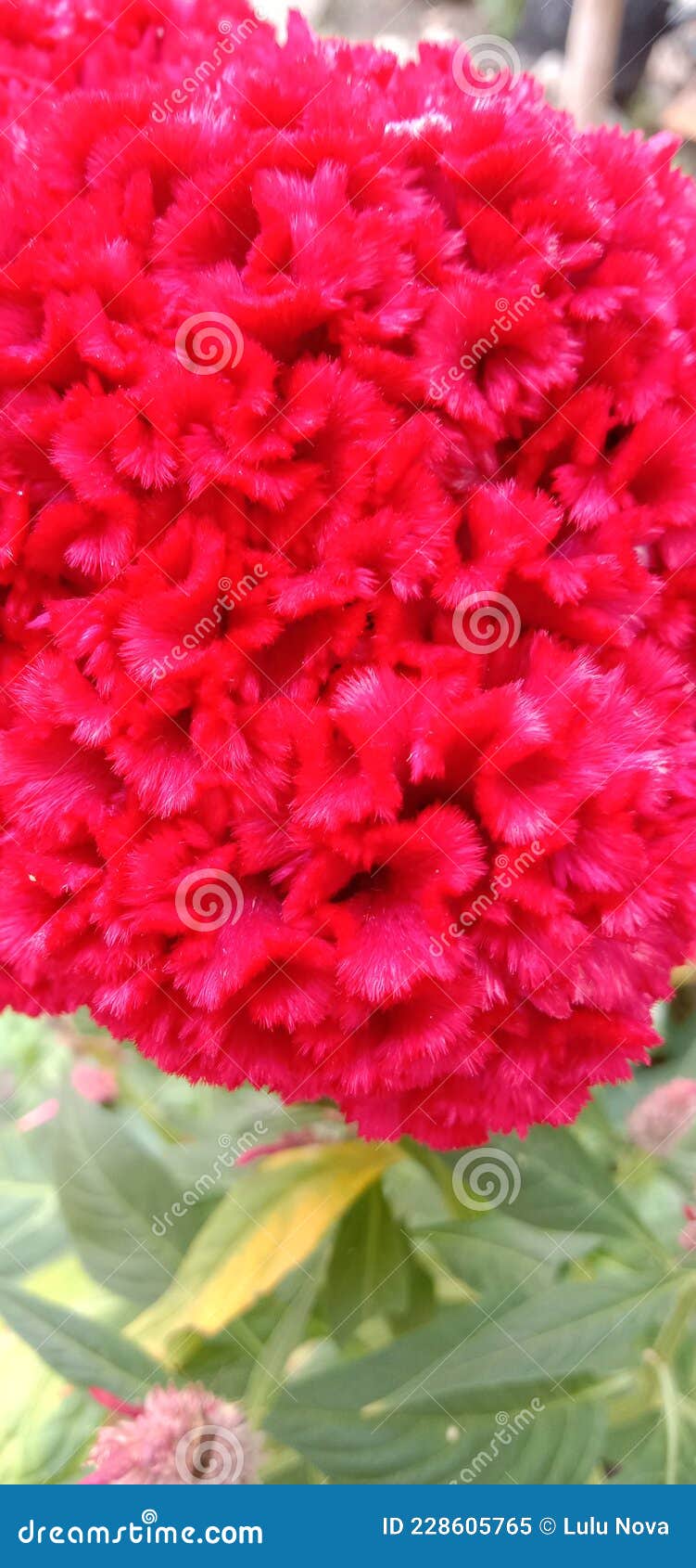 Chicken Jengger Stock Photos - Free & Royalty-Free Stock Photos from ...