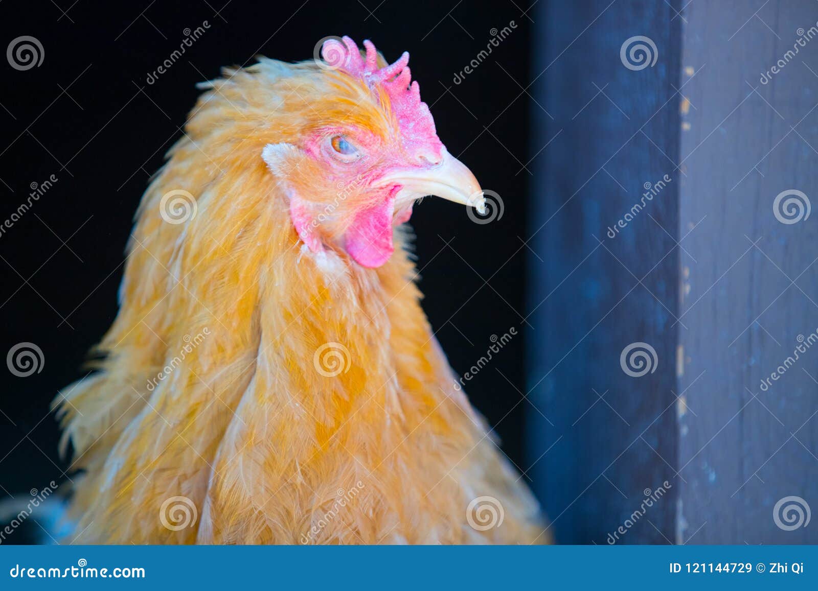 Chicken Junglefowl Red Gallus Gallus Stock Image - Image of cockerel ...