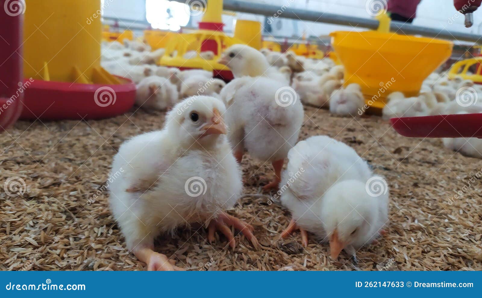 Chicken Kept in Close House Stock Image - Image of beak, fowl: 262147633