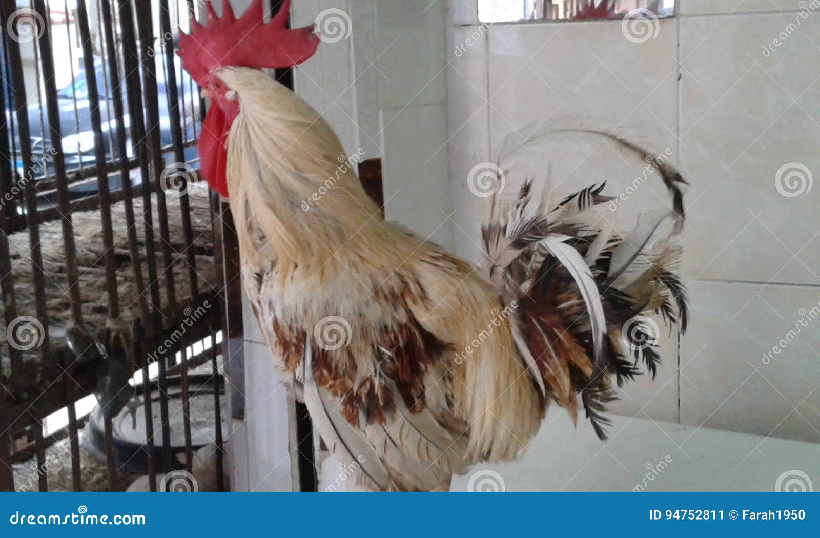 Chicken king stock image. Image of beak, fowl, bird, king - 94752811
