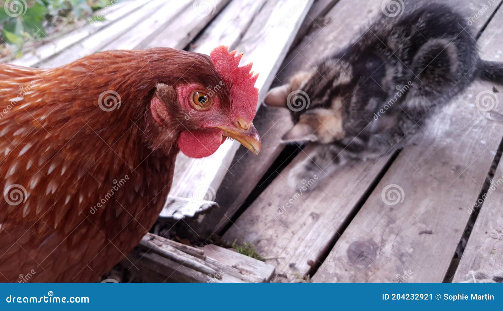 Chicken and kitten stock image. Image of kitte, waterbird - 204232921